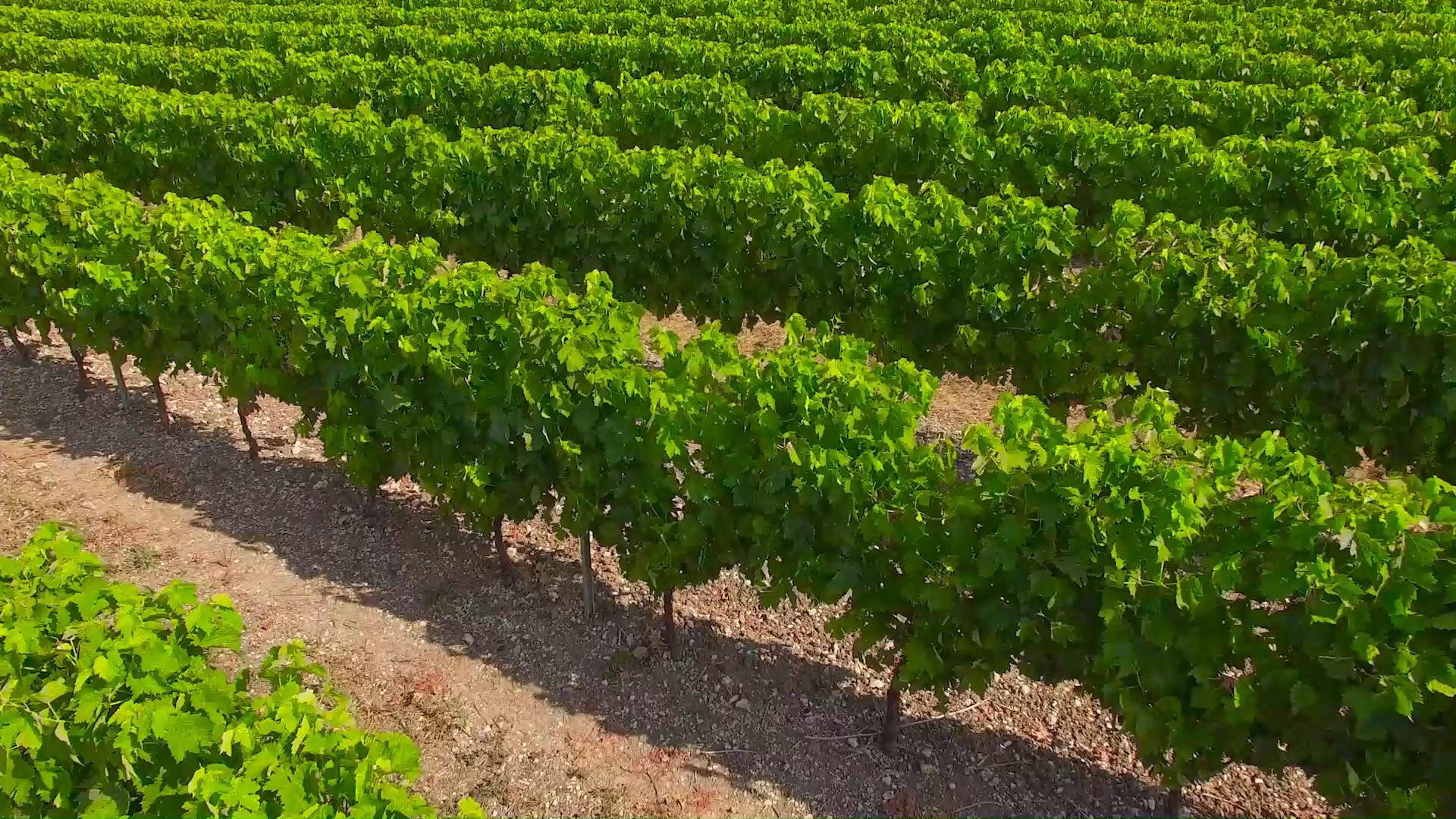 Pink Gypsum - Organic, High Grade Agricultural Gypsum.